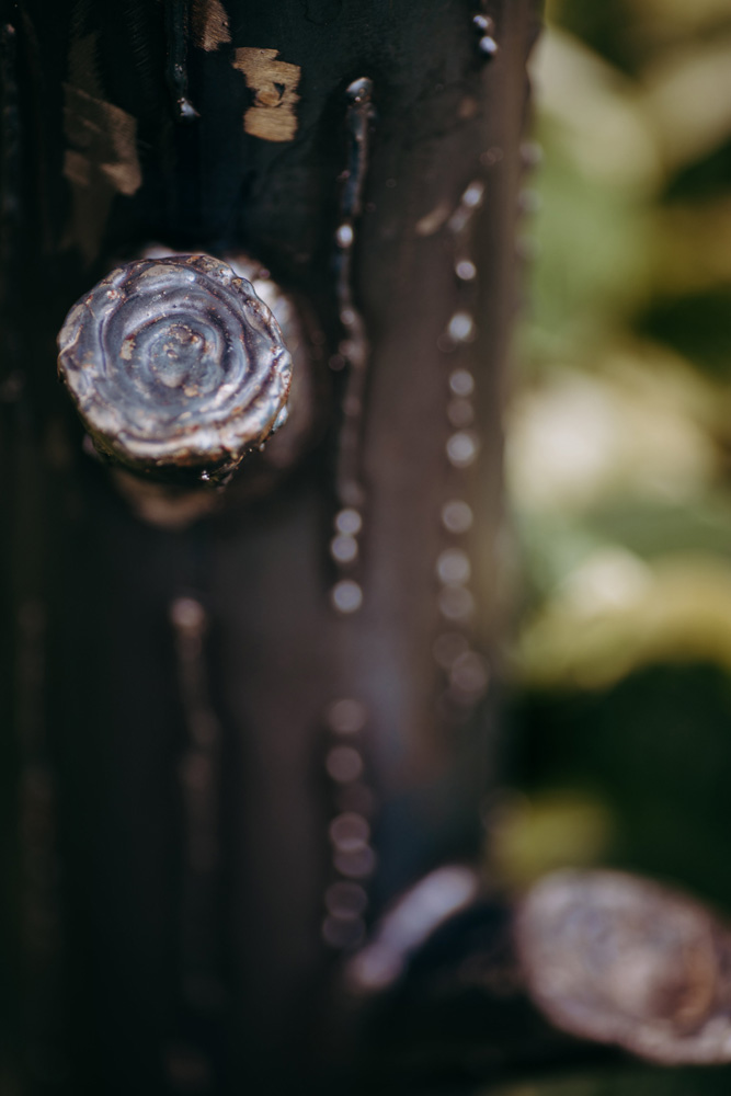 Gallery - Fiore Trees